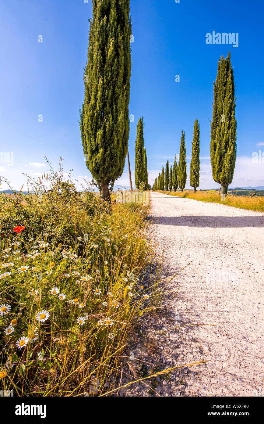 Italian cypress trees alley and a white road to farmhouse in rural ...