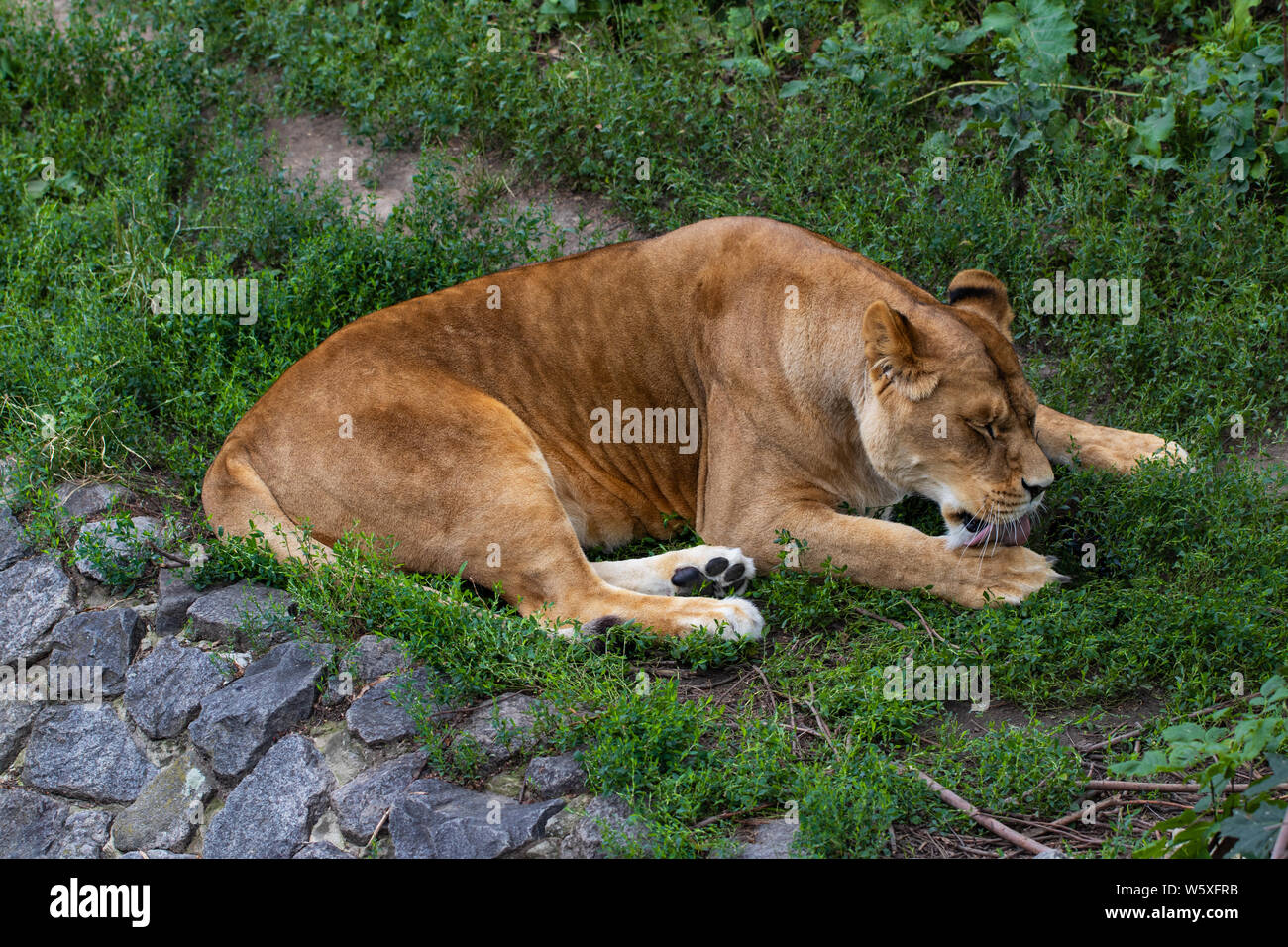 Beautiful lioness rest zoo hi-res stock photography and images - Alamy