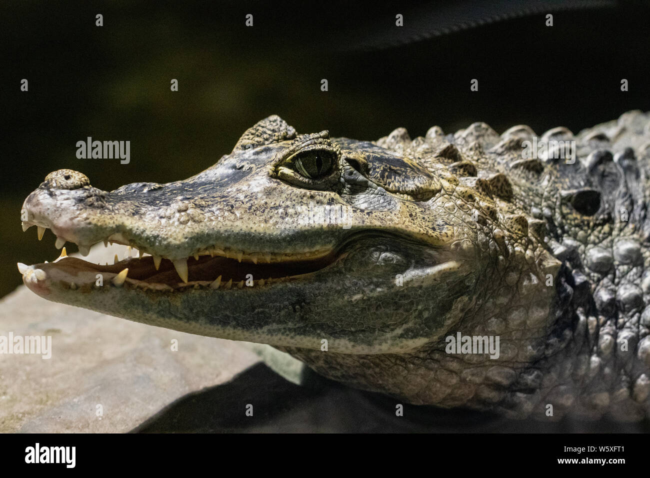 Alligator shows teeth hi-res stock photography and images - Alamy