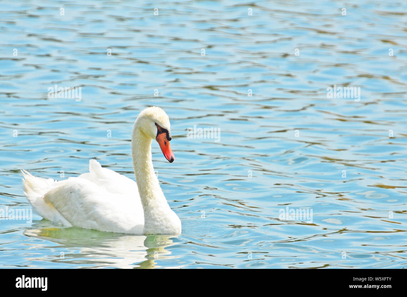 Detailed feathers hi-res stock photography and images - Alamy