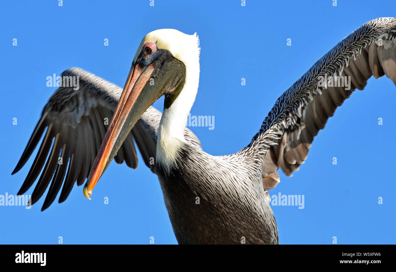 North American adult brown pelican with lifted wings, detailed feathers ...