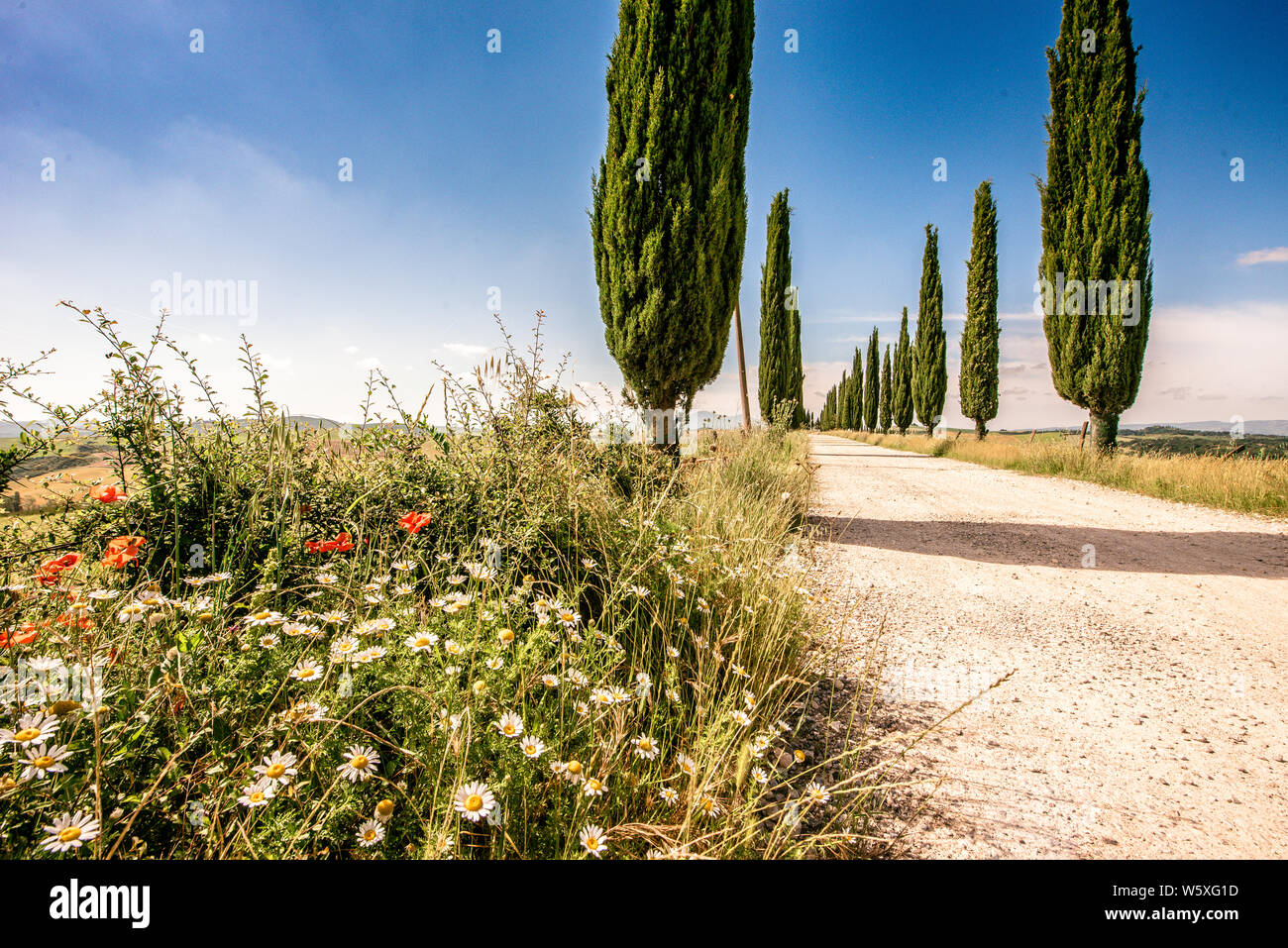 Italian cypress trees alley and a white road to farmhouse in rural ...