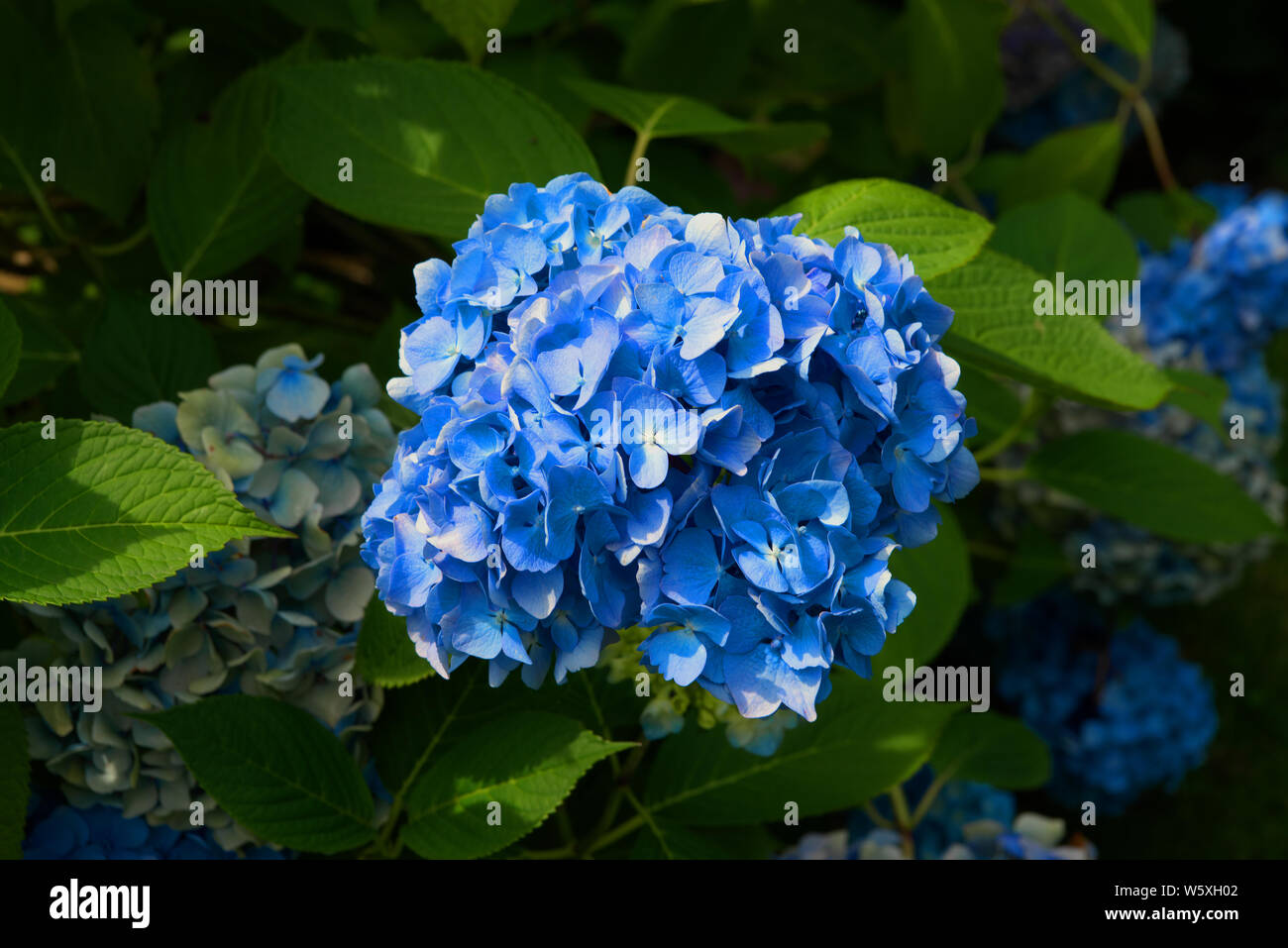 Blue hydrangea fresh green hi-res stock photography and images - Alamy