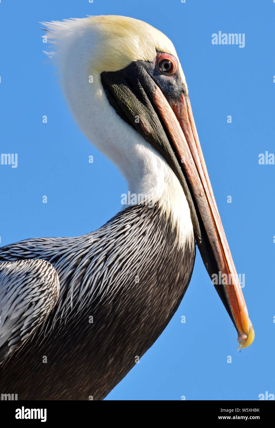 North American adult brown pelican, detailed feathers, white and pale ...
