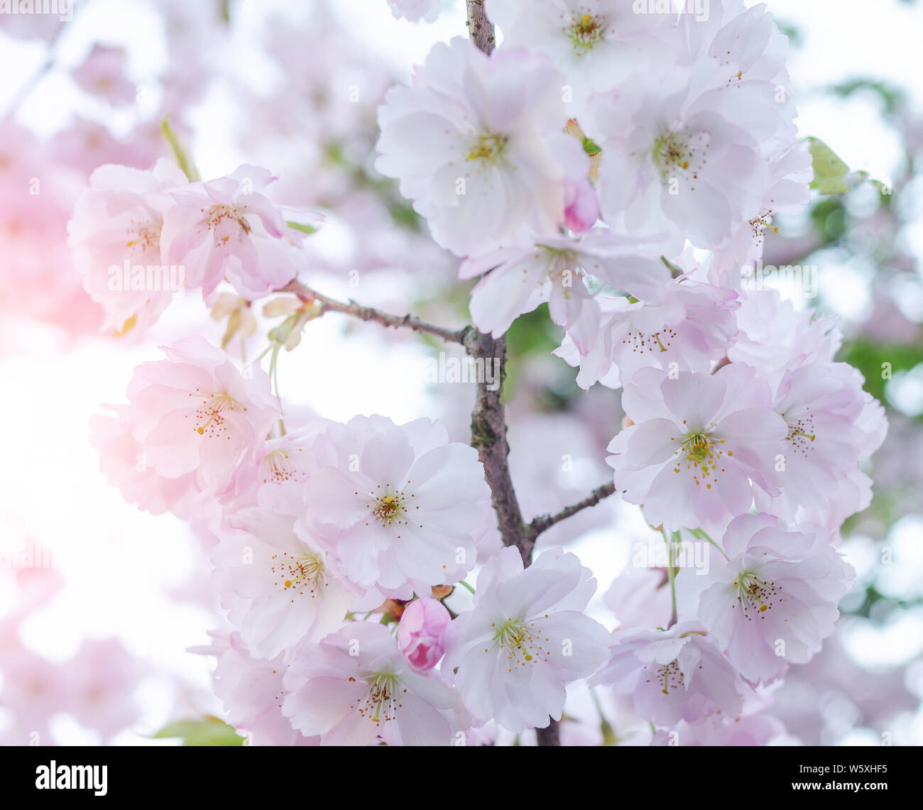 Japanese cherry or sakura hi-res stock photography and images - Alamy