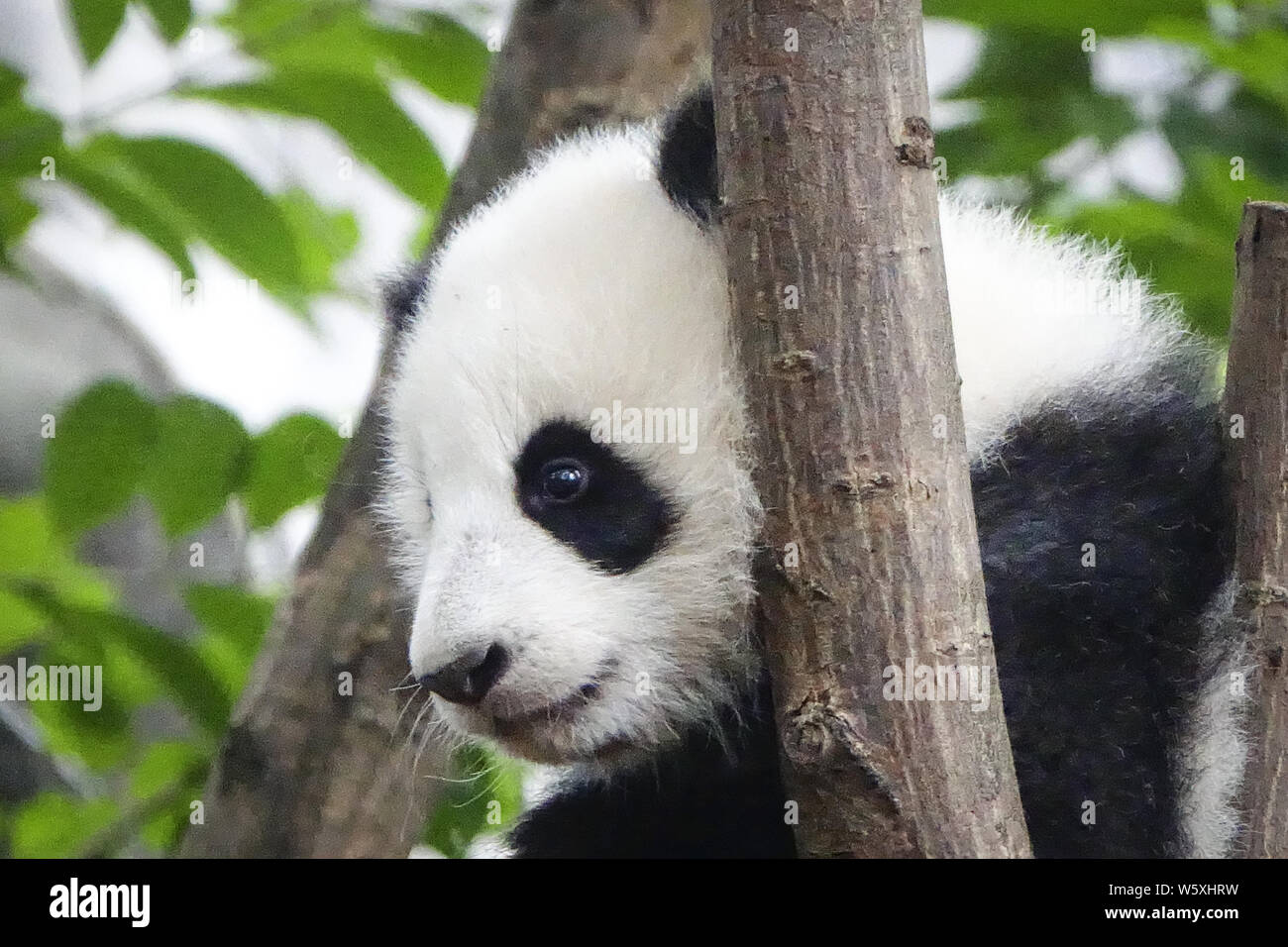 A giant panda cub rests on a tree branch at the Chengdu Research Base ...