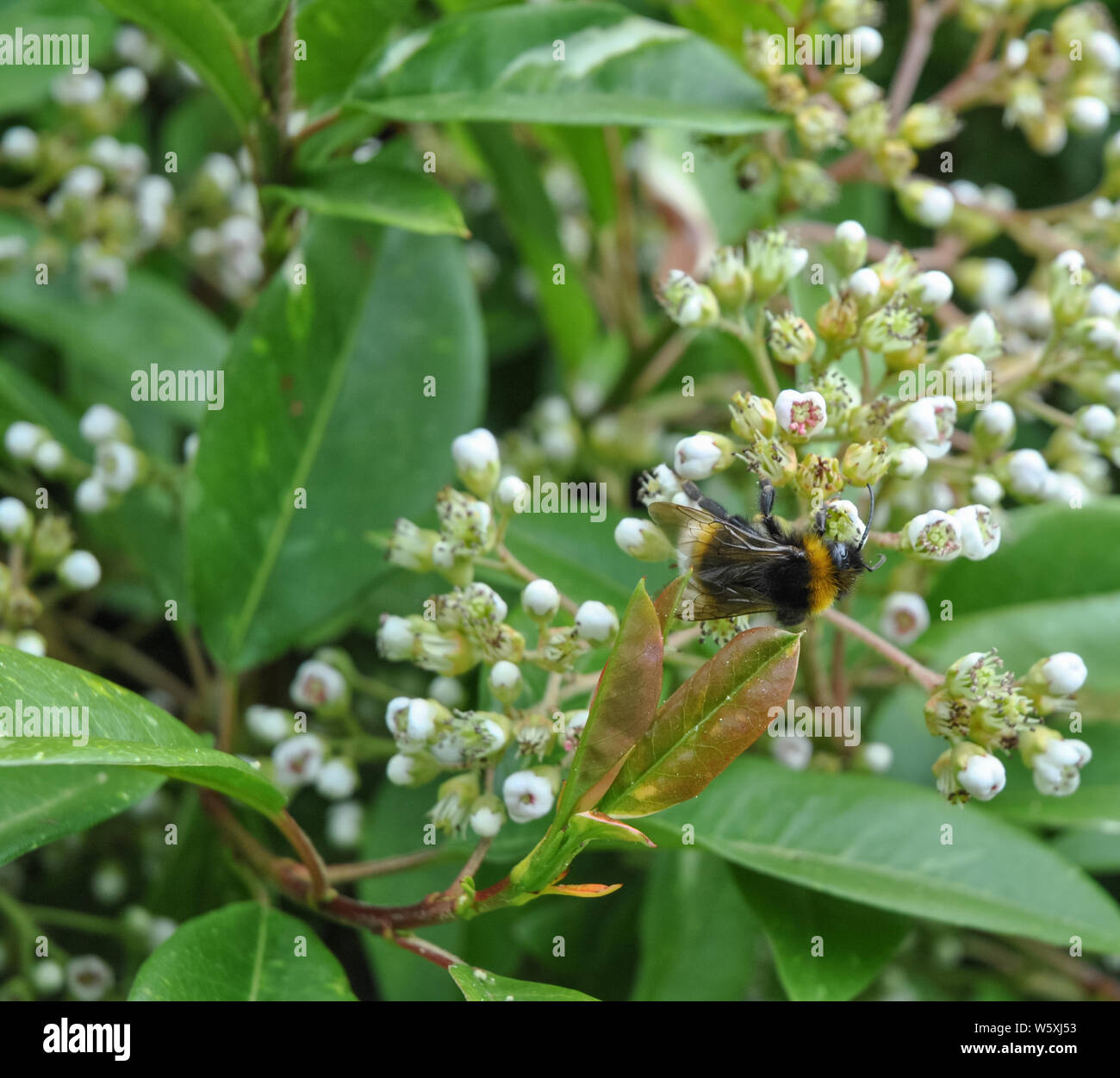 White-tailed bumblebee Bombus lucorum Stock Photo - Alamy