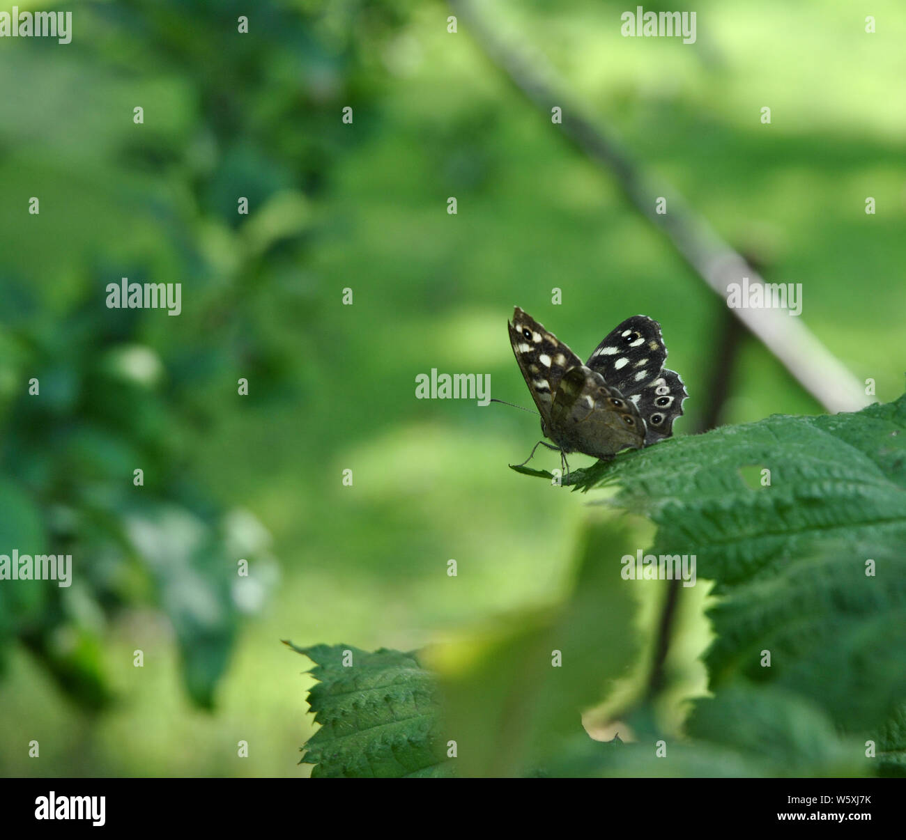 The speckled wood (Pararge aegeria) Butterfly Stock Photo - Alamy