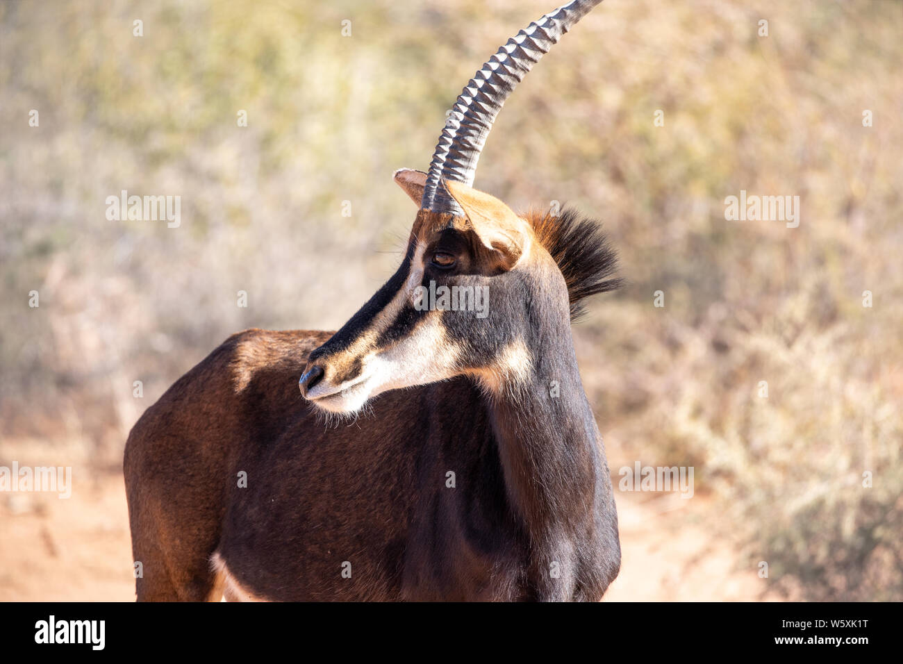 Portrait of a rare male sable antelope (Hippotragus niger). Okonjima ...