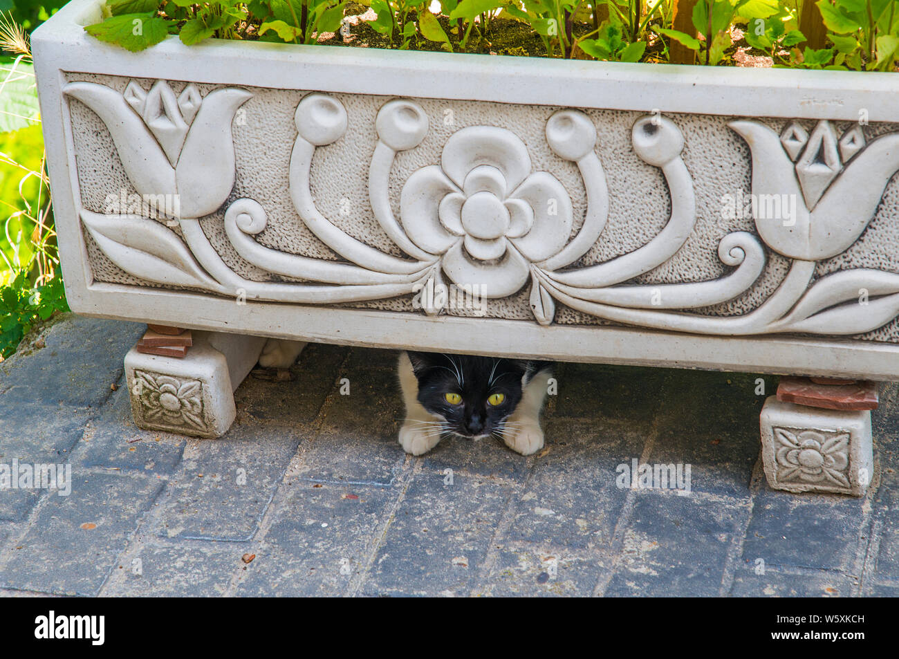 Black and white cat hidden under a window box Stock Photo - Alamy