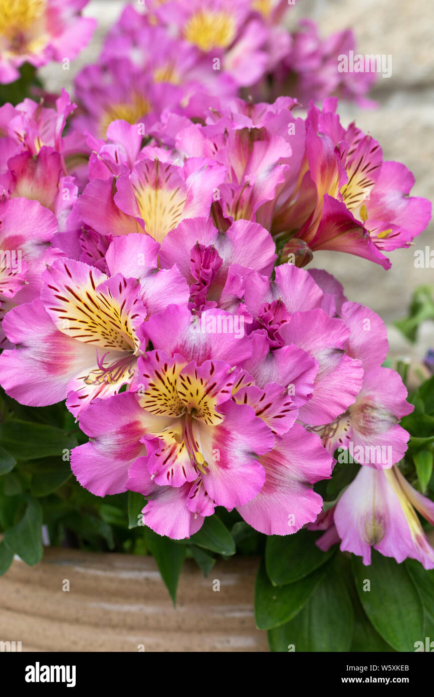 Alstroemeria blooms hi-res stock photography and images - Alamy