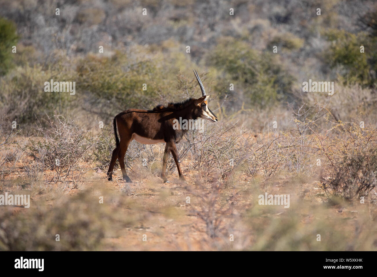 Female sable antelope hippotragus niger hi-res stock photography and ...
