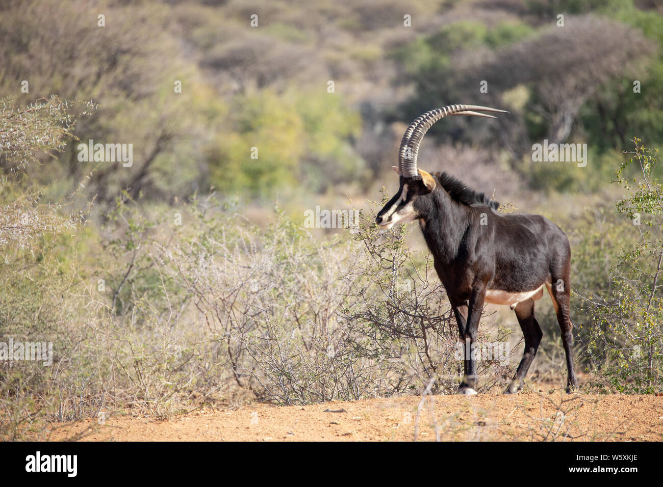 Portrait of a rare male sable antelope (Hippotragus niger). Okonjima ...