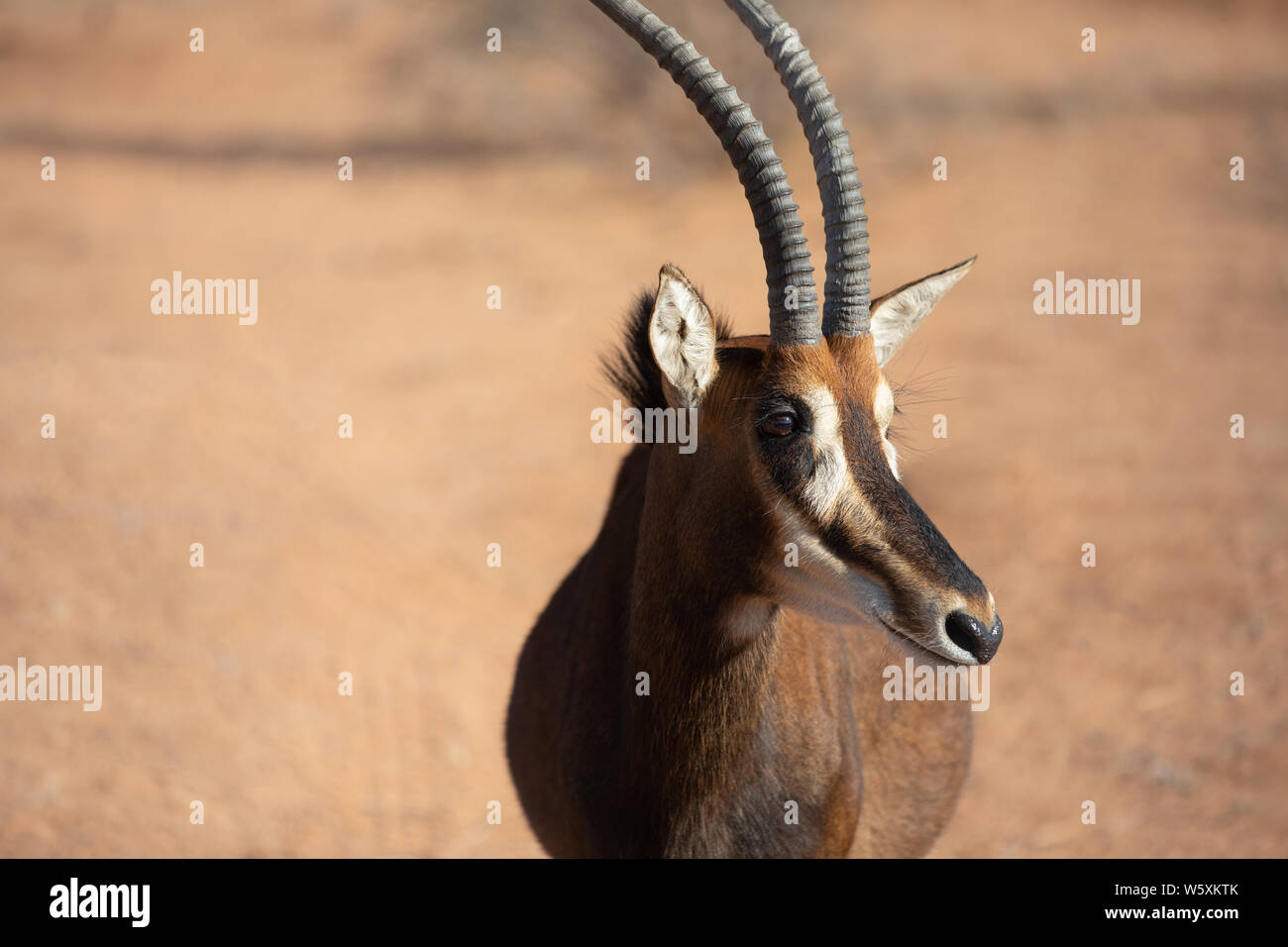Portrait of a rare female sable antelope (Hippotragus niger). Okonjima ...