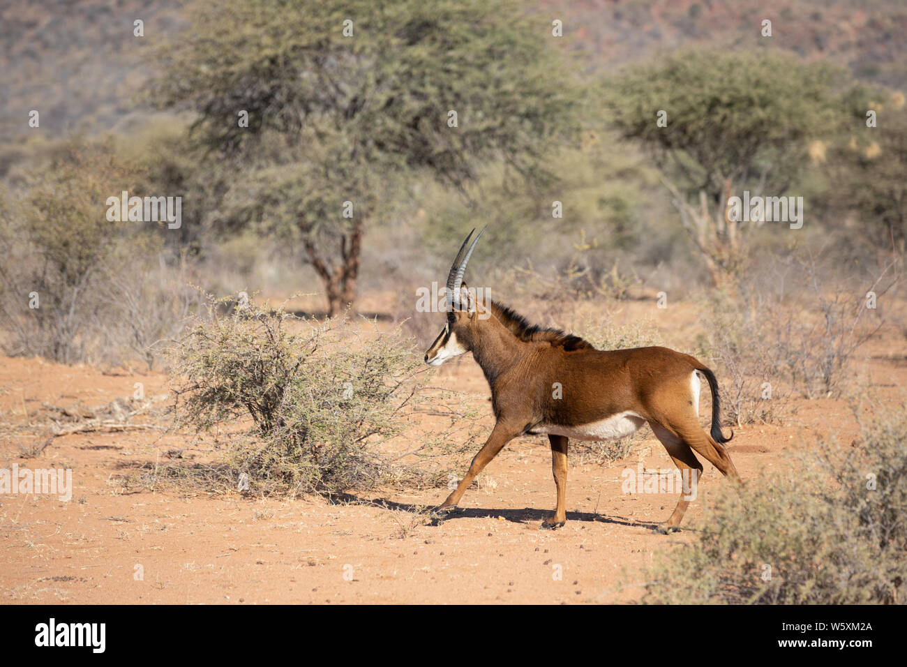 Portrait of a rare female sable antelope (Hippotragus niger). Okonjima ...