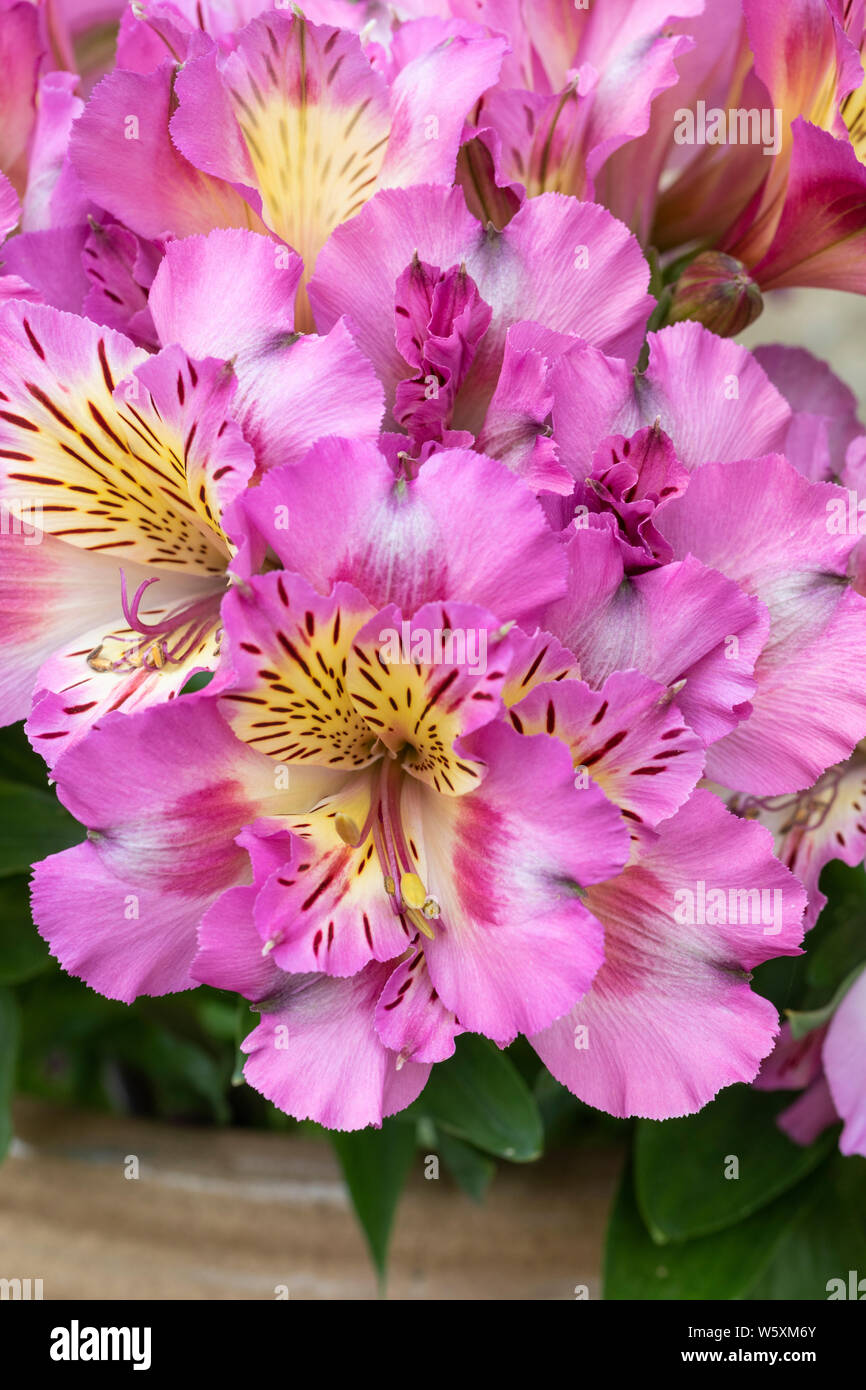 Alstroemeria inticancha hi-res stock photography and images - Alamy