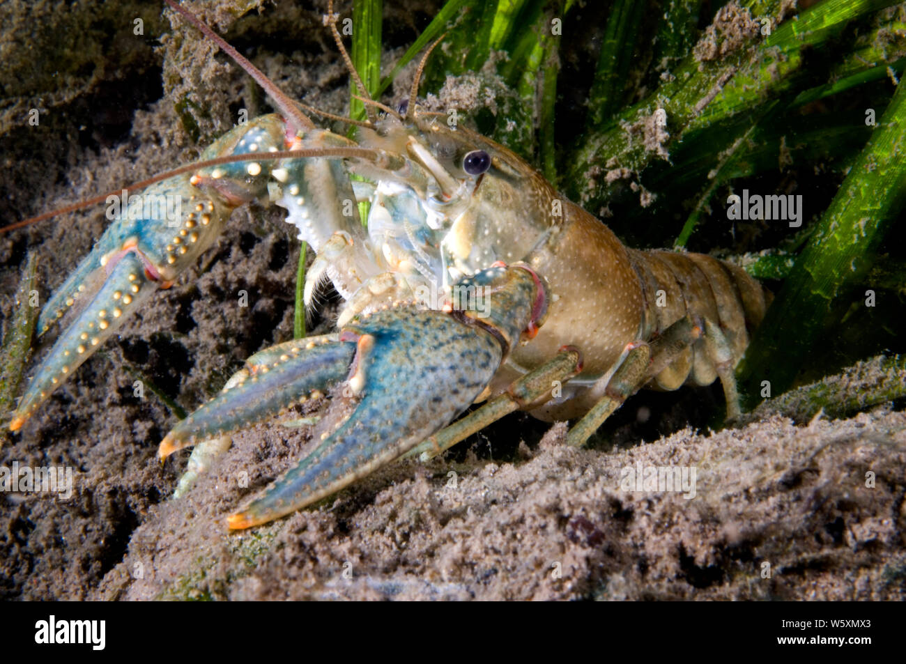 Northern crayfish underwater in the St. Lawrence river Stock Photo - Alamy