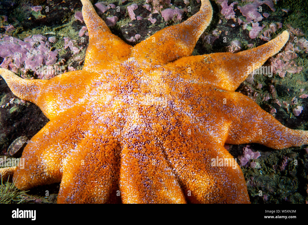 Smooth Sun Star underwater in the St.Lawrence River in Canada Stock ...