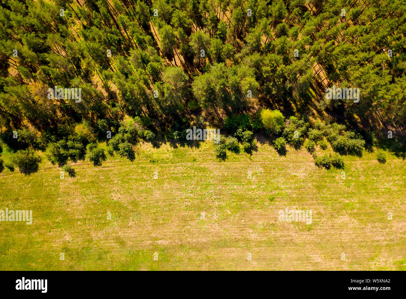 Beautiful spring forest as background. Bird's eye view Stock Photo - Alamy