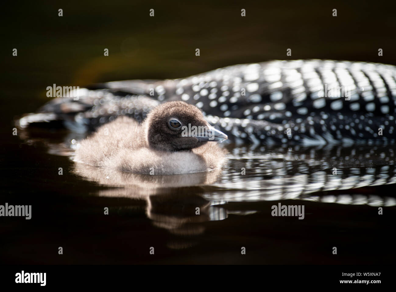 Common loon hi-res stock photography and images - Alamy