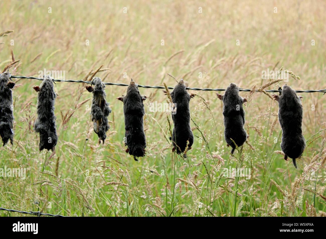 Dead mole corpses hanging from barbed wire Stock Photo - Alamy