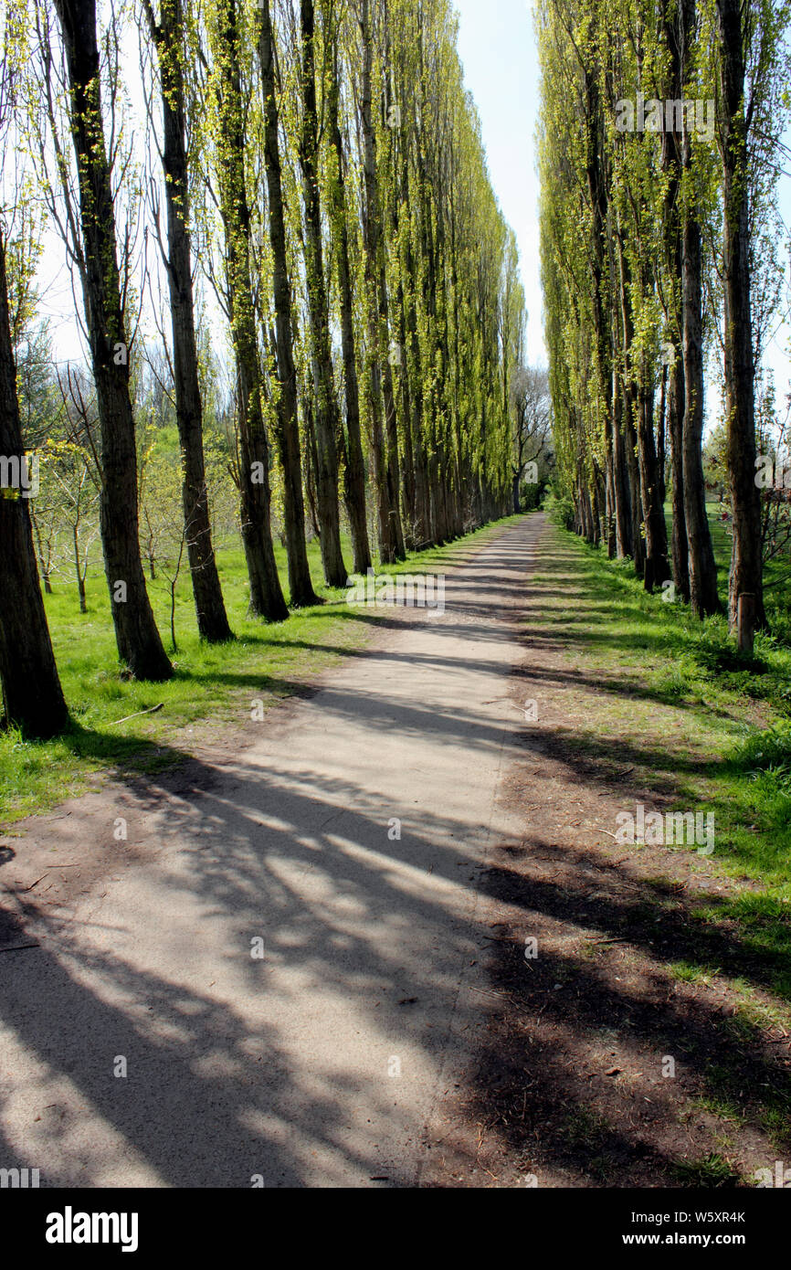 Poplar lined road hi-res stock photography and images - Alamy