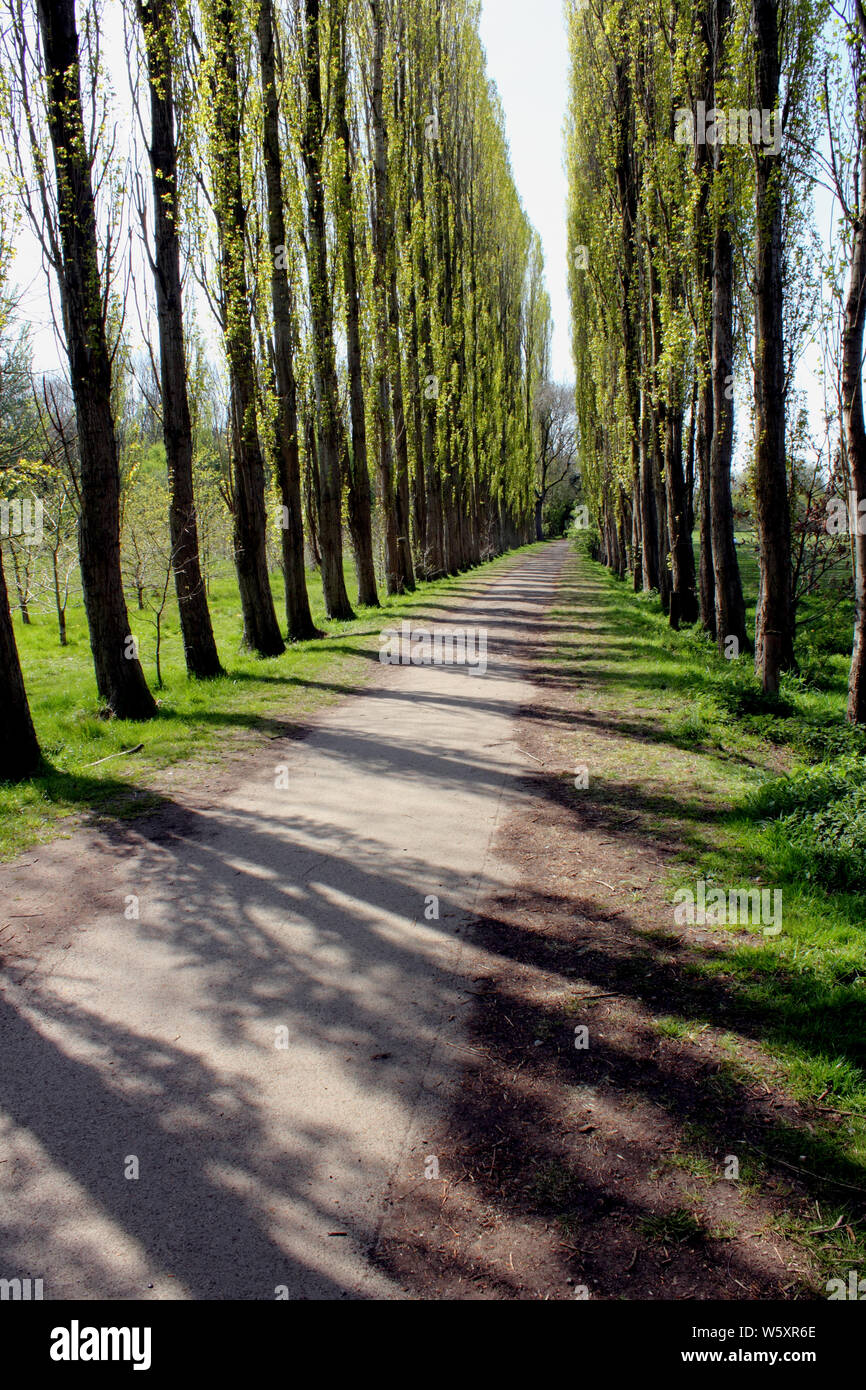 View of avenue lined with poplar trees with shadows Stock Photo - Alamy