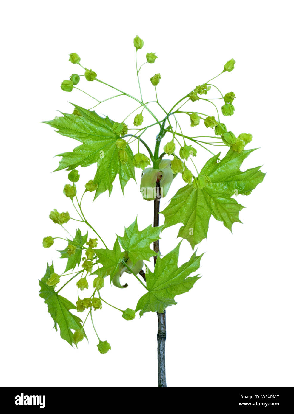 Flowering maple branch isolated on white background Stock Photo - Alamy