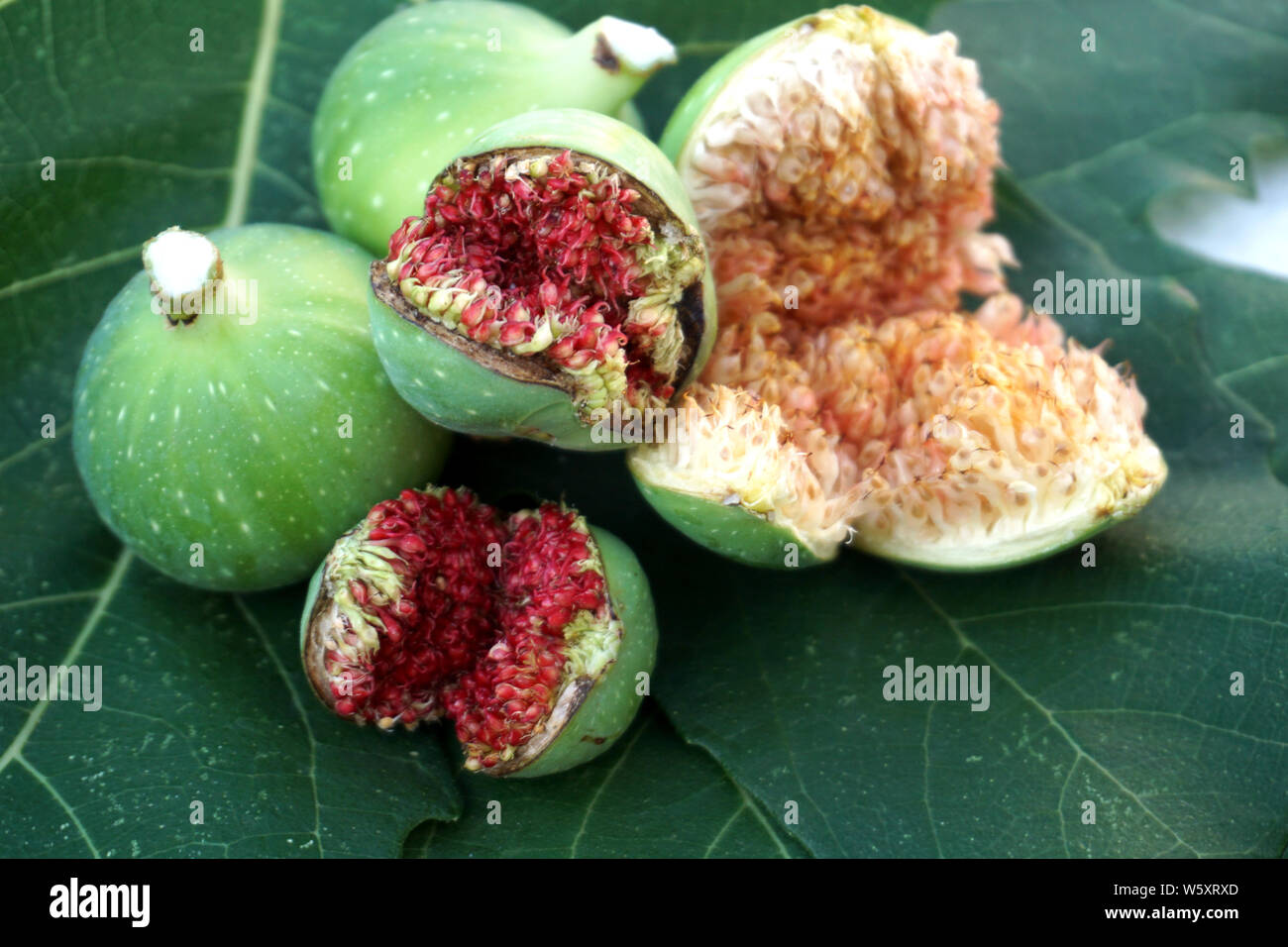 Fig wasp hi-res stock photography and images - Alamy