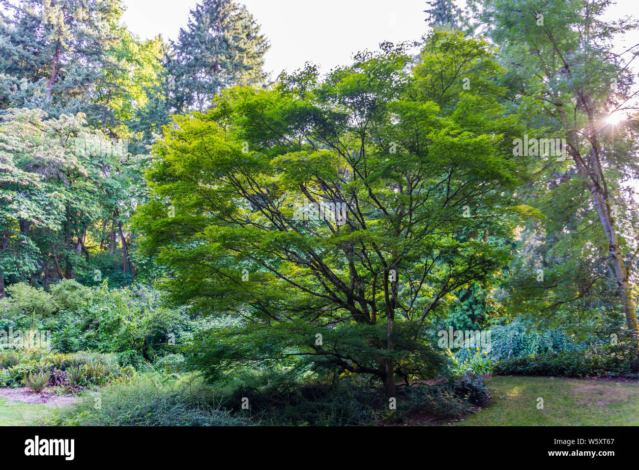 A view of a Japanese Maple tree at the Seattle Arboretum Stock Photo ...