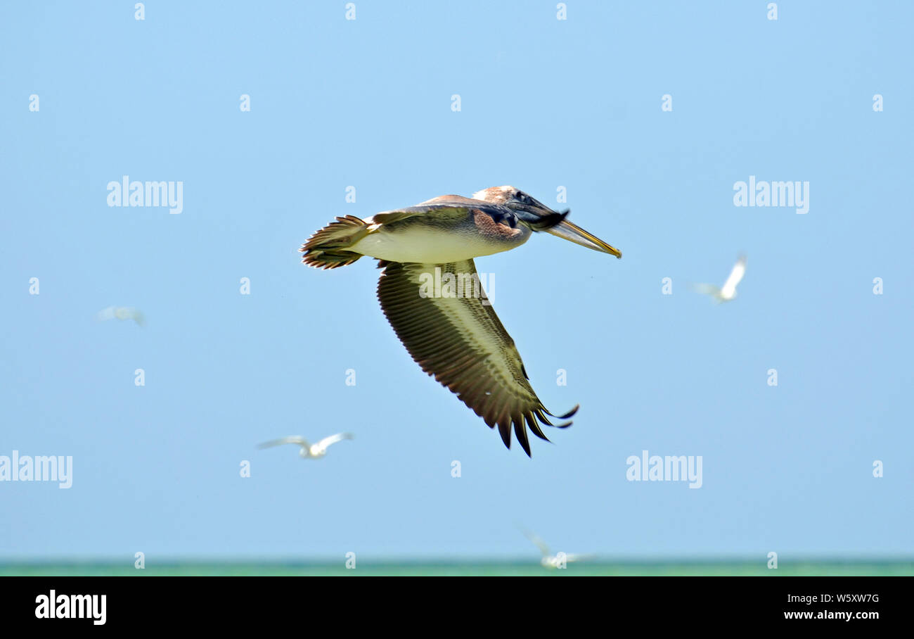 American white pelican birds hi-res stock photography and images - Alamy