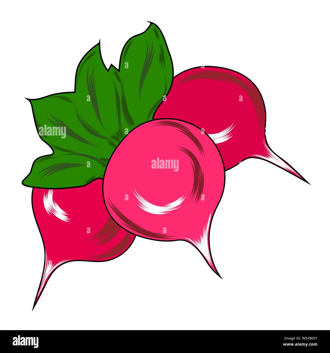 Radish fresh pink. Natural vegetable vegetable. Isolated, white. Vector ...