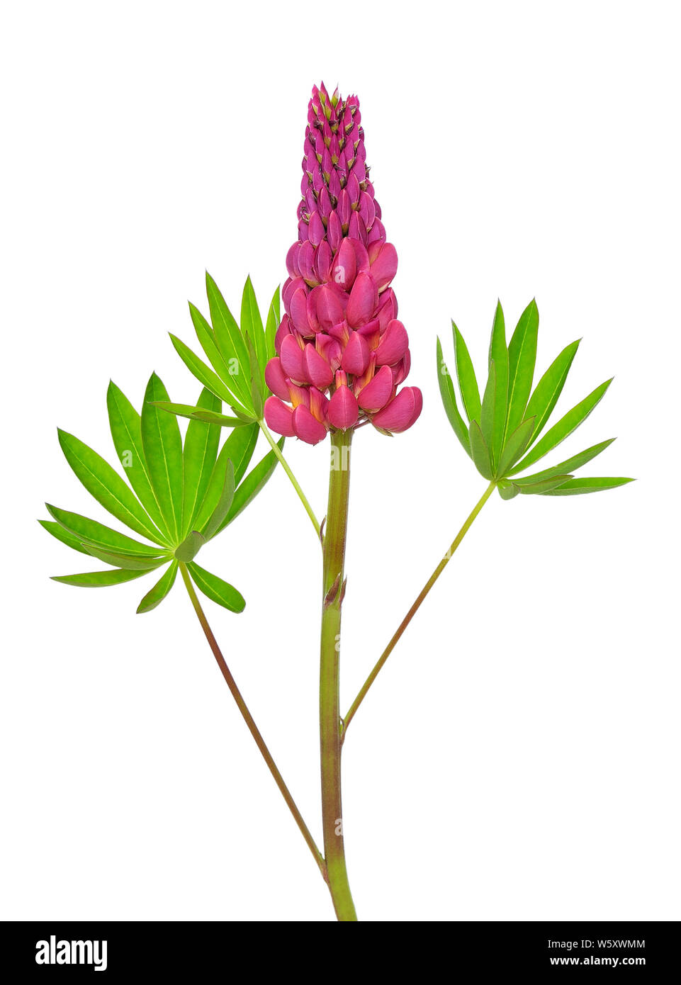 Lupinus flower isolated on white background Stock Photo - Alamy