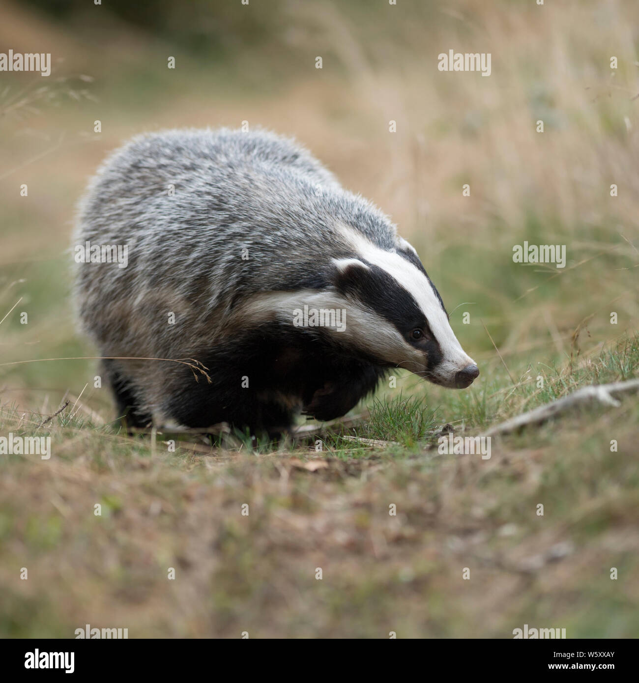 European Badger / Europaeischer Dachs ( Meles meles ), adult animal ...