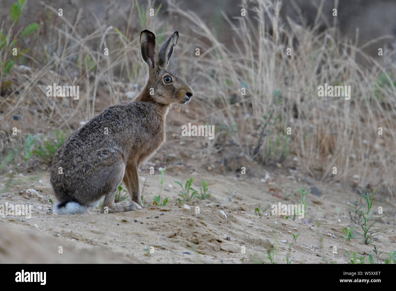 Female brown hare hi-res stock photography and images - Alamy