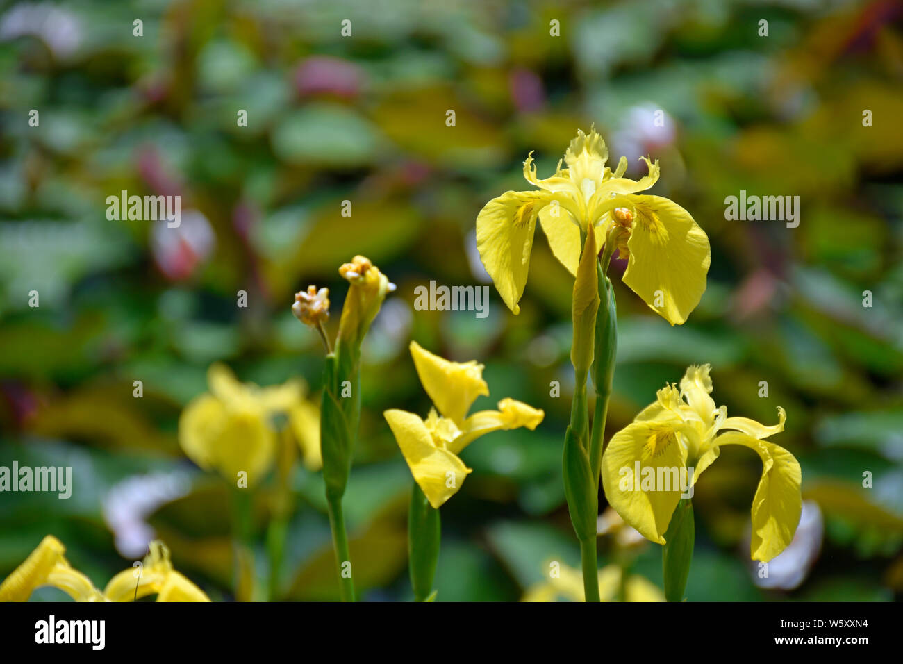 Sweet iris hi-res stock photography and images - Alamy