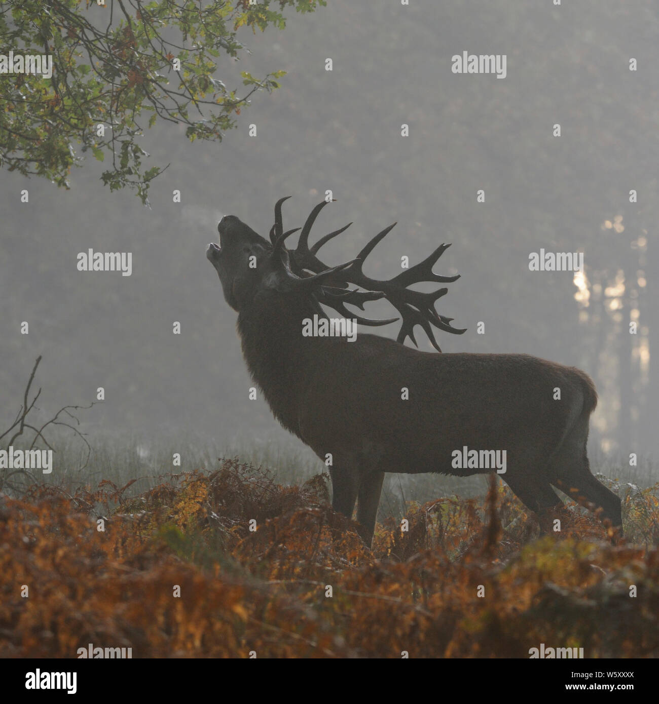Adult red deer stag in mist hi-res stock photography and images - Alamy