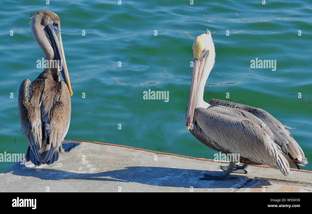 North American adult brown pelican with white neck, pale yellow head ...