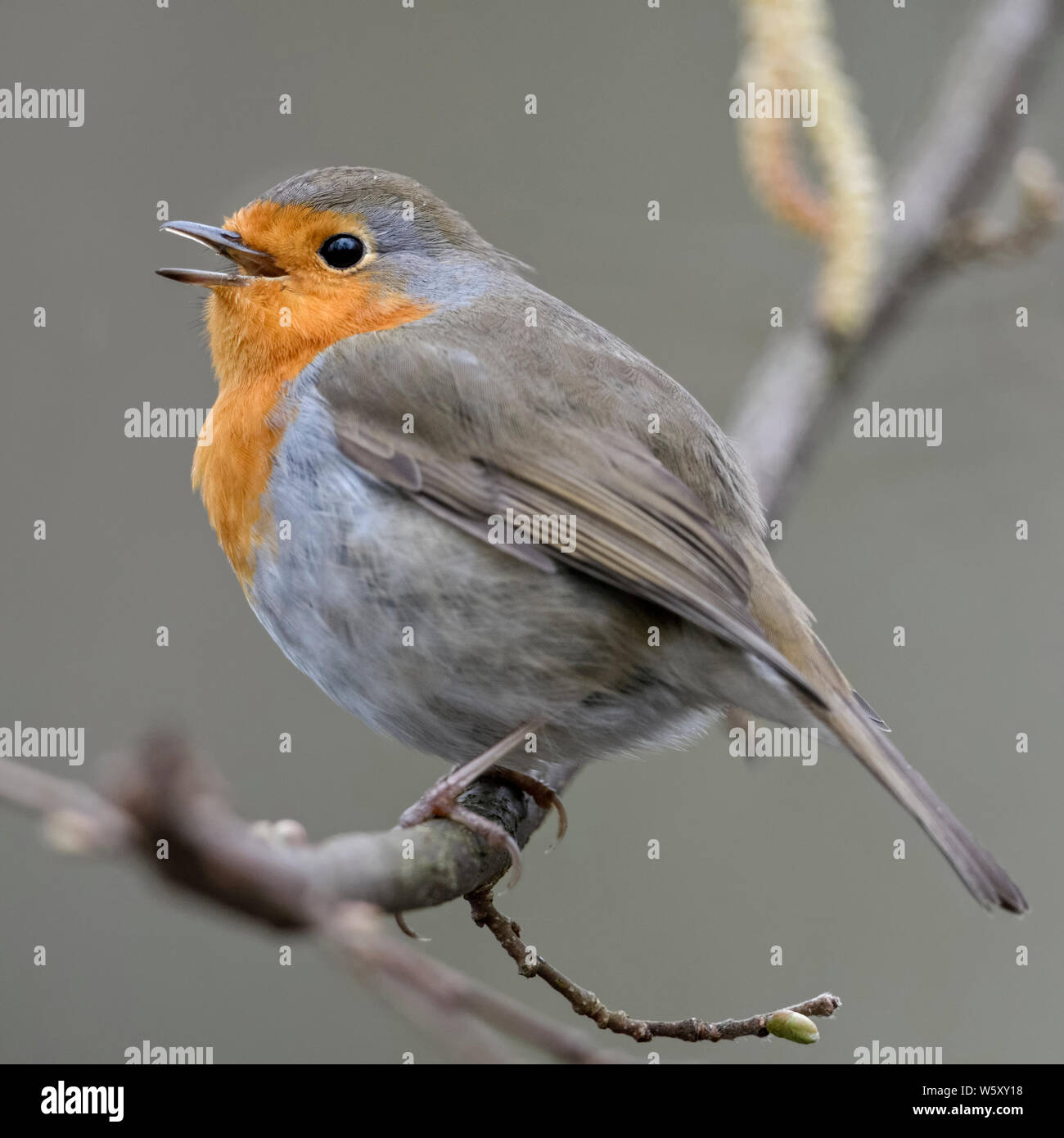 Male And Female Robin Images Graphic