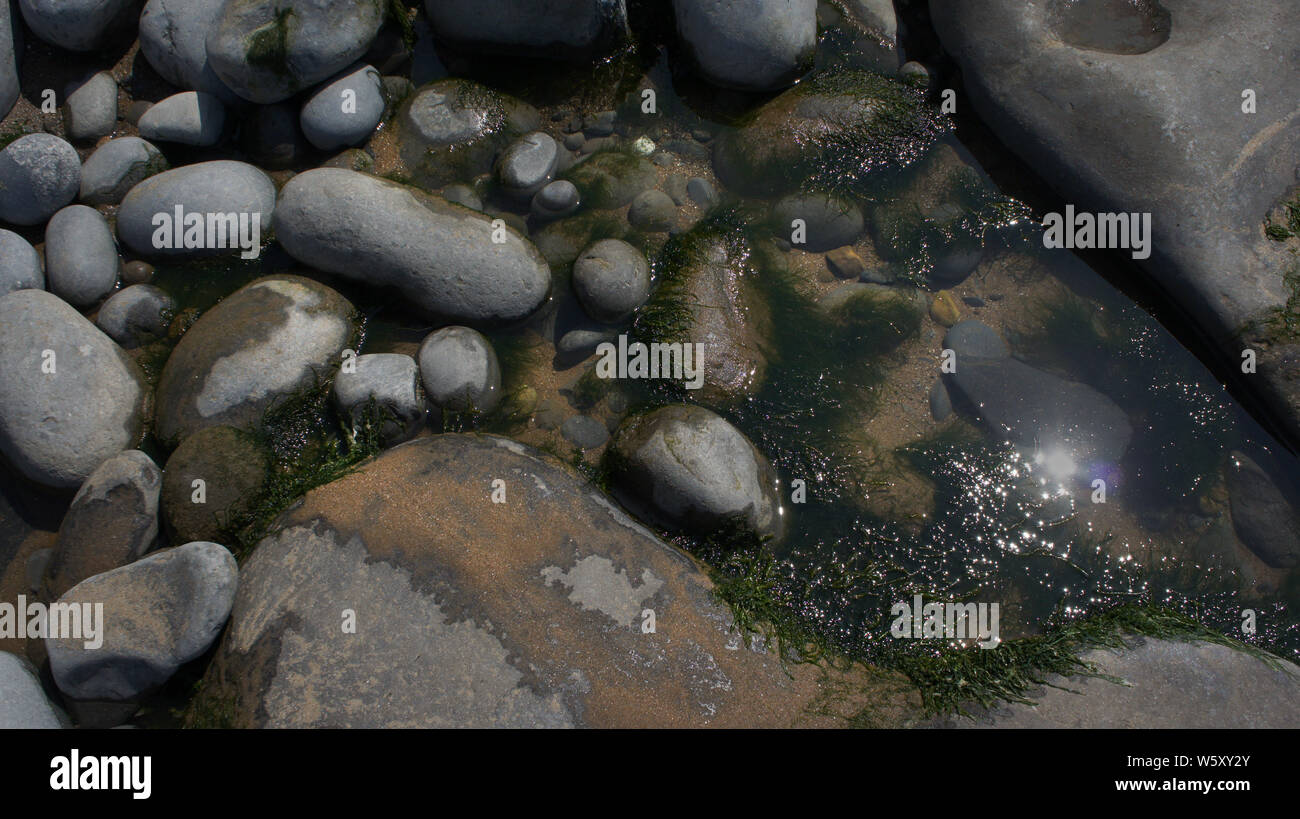 Rock pool sea weed hi-res stock photography and images - Alamy