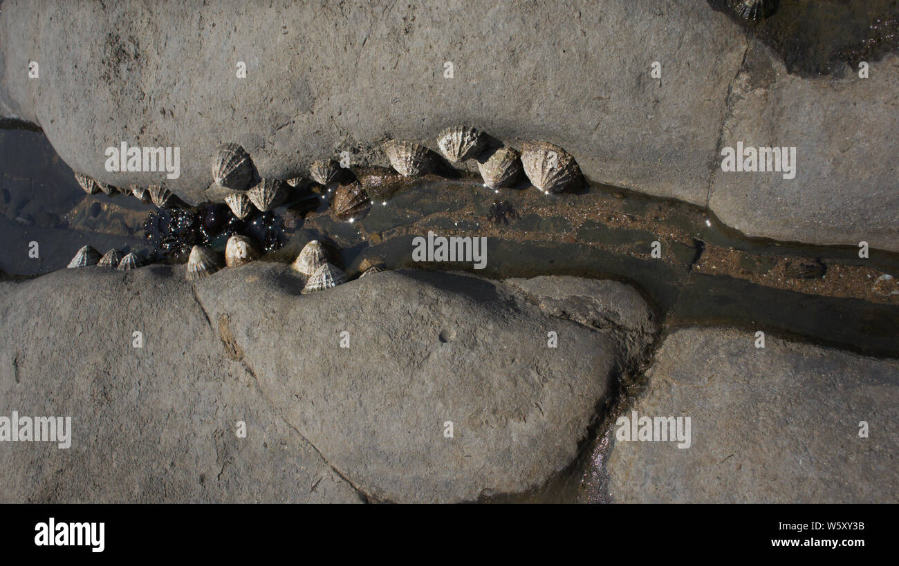 Small rock pool with barnacles and limpets Stock Photo - Alamy