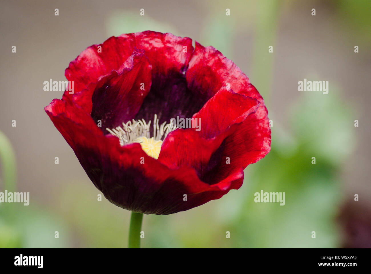 Poppy british legion hi-res stock photography and images - Alamy