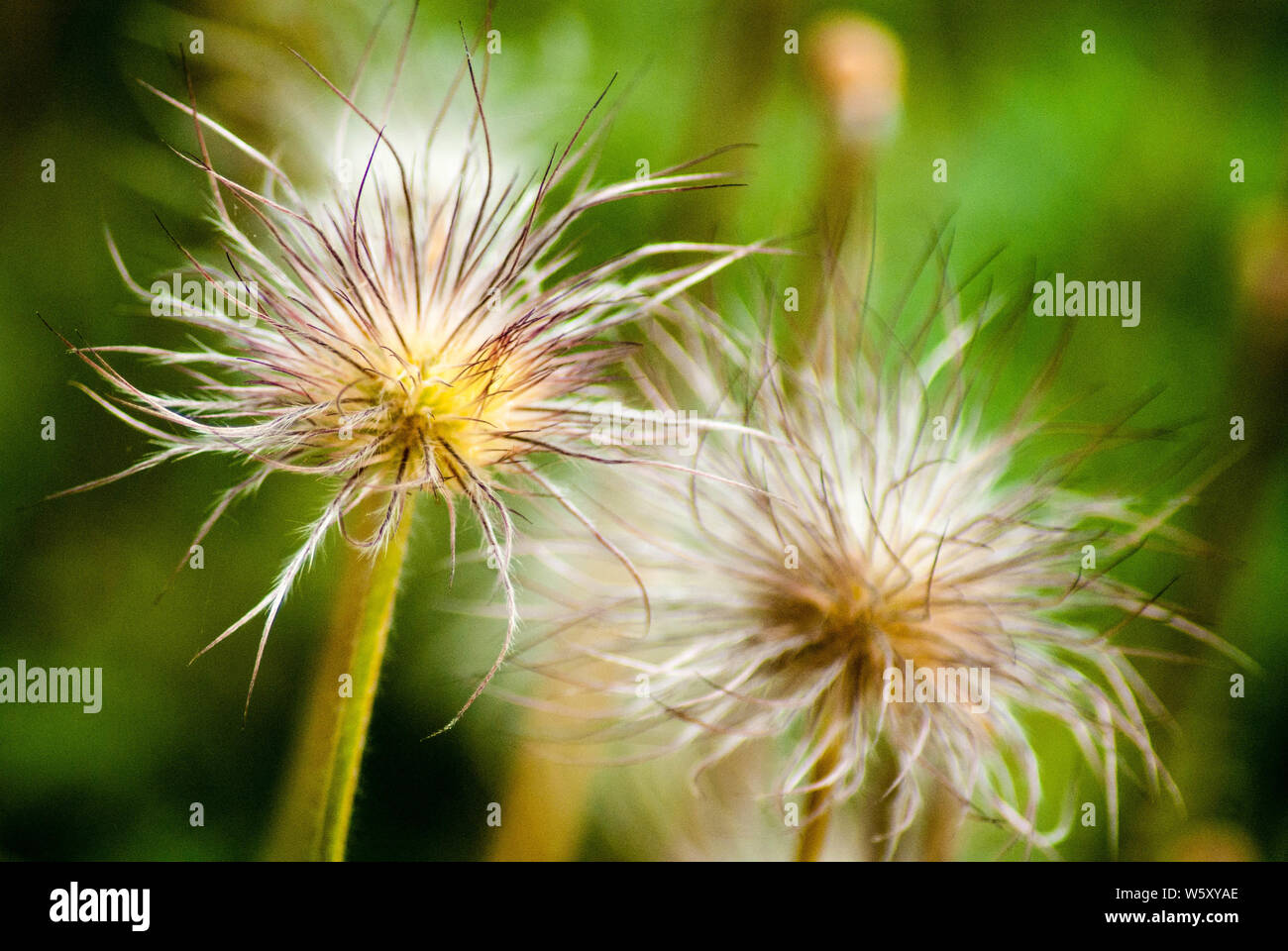 Clematis seed flower garden hi-res stock photography and images - Alamy
