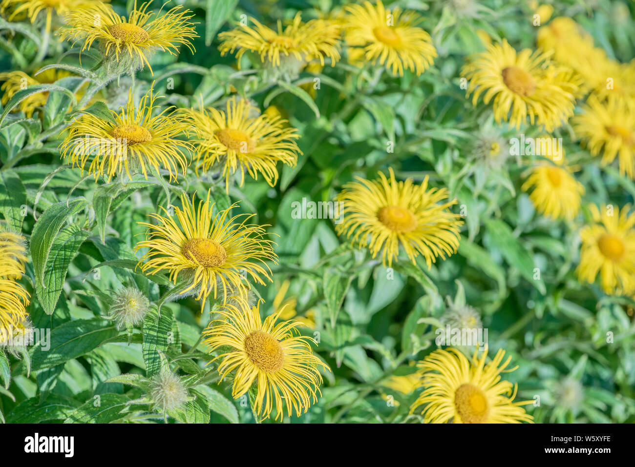 Inula sunflower hi-res stock photography and images - Alamy