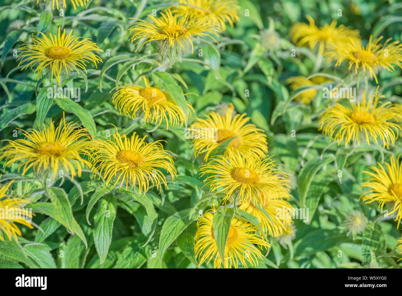 Inula sunflower hi-res stock photography and images - Alamy