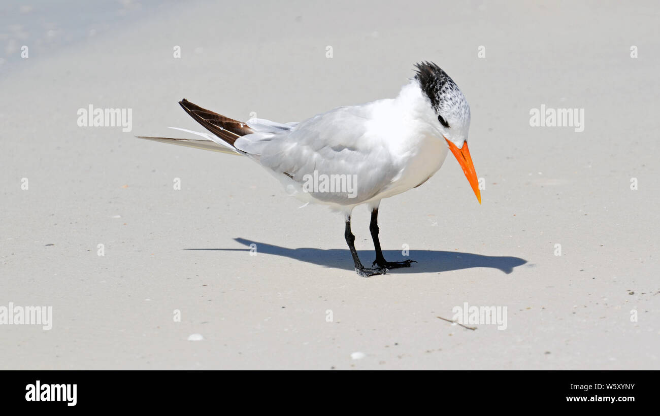 Webbed bird feet hi-res stock photography and images - Alamy