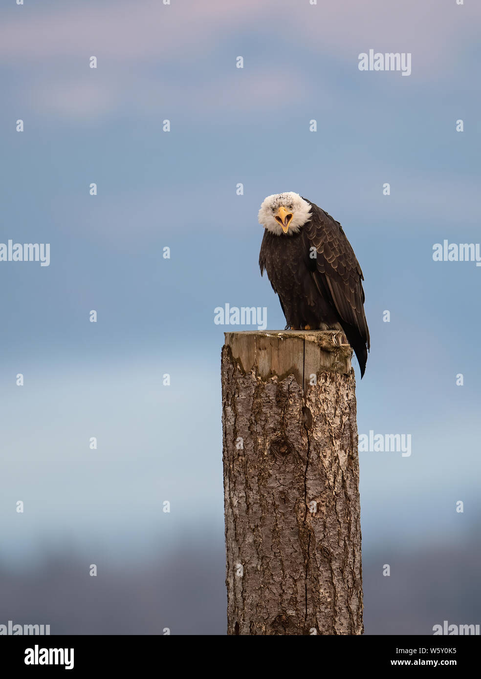 Bald Eagle in Canada Stock Photo - Alamy