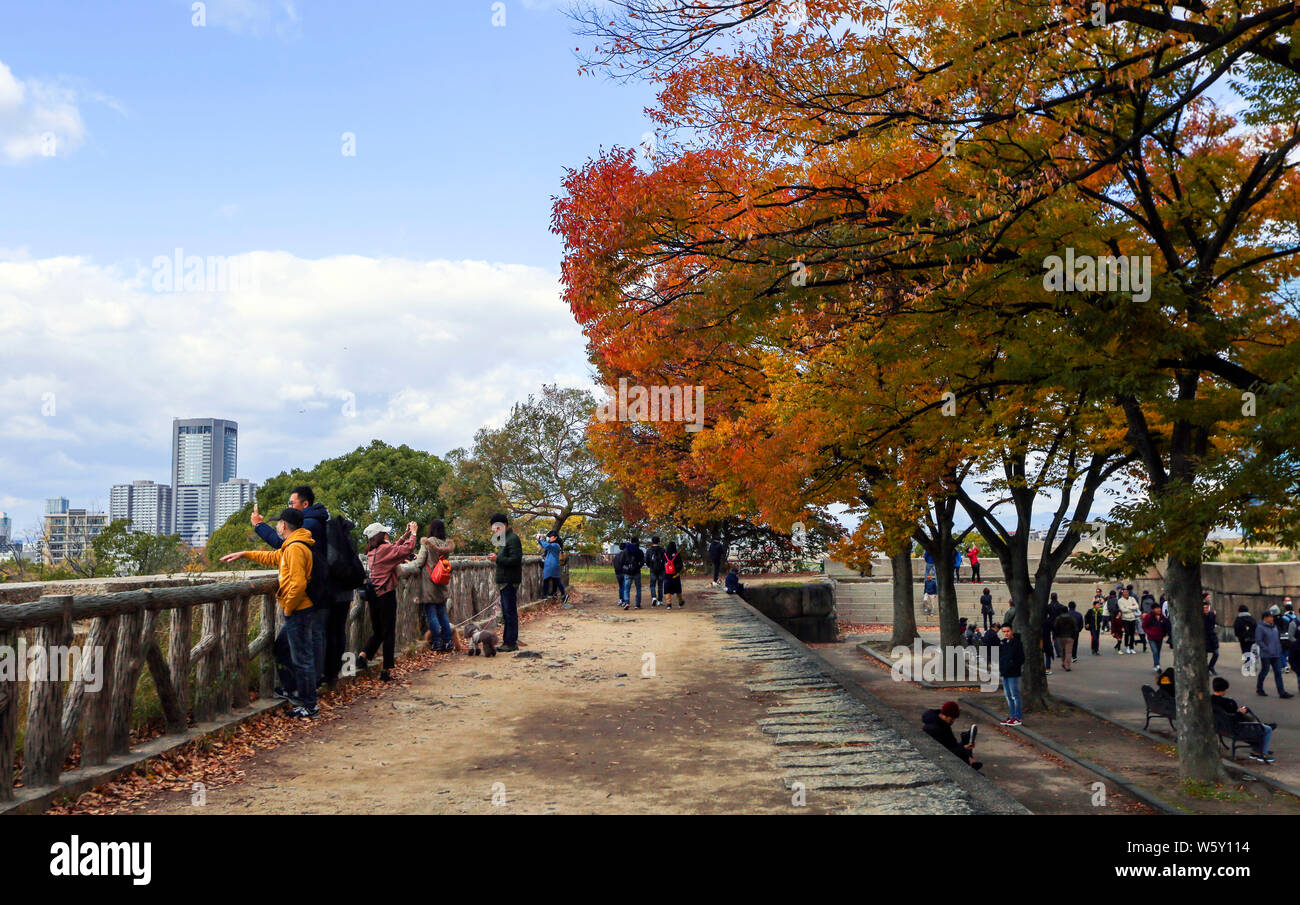 The beautiful autumn foliage of gingko trees and maple trees in the ...