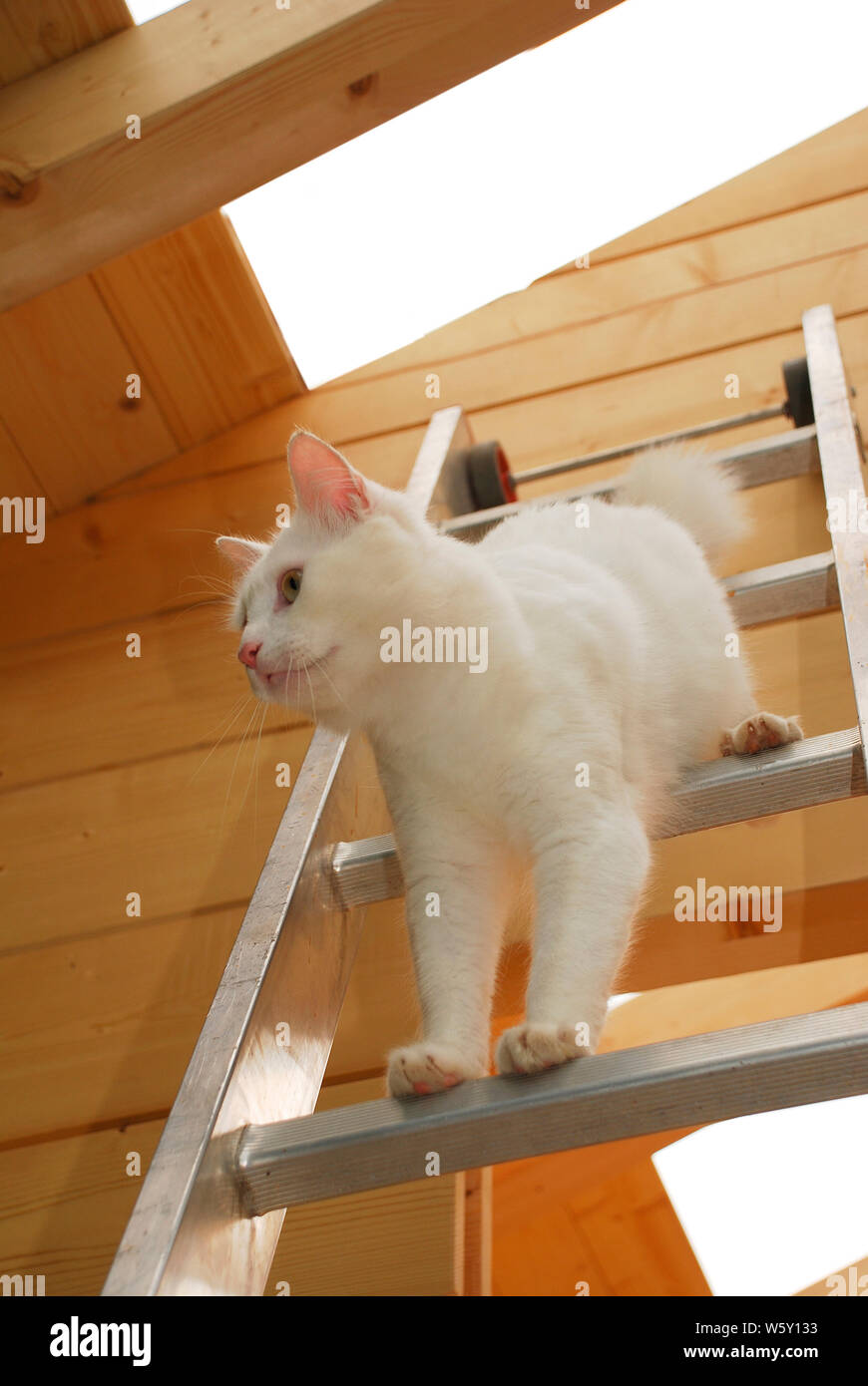 A white tom cat descends a ladder inside a partially-constructed wooden ...