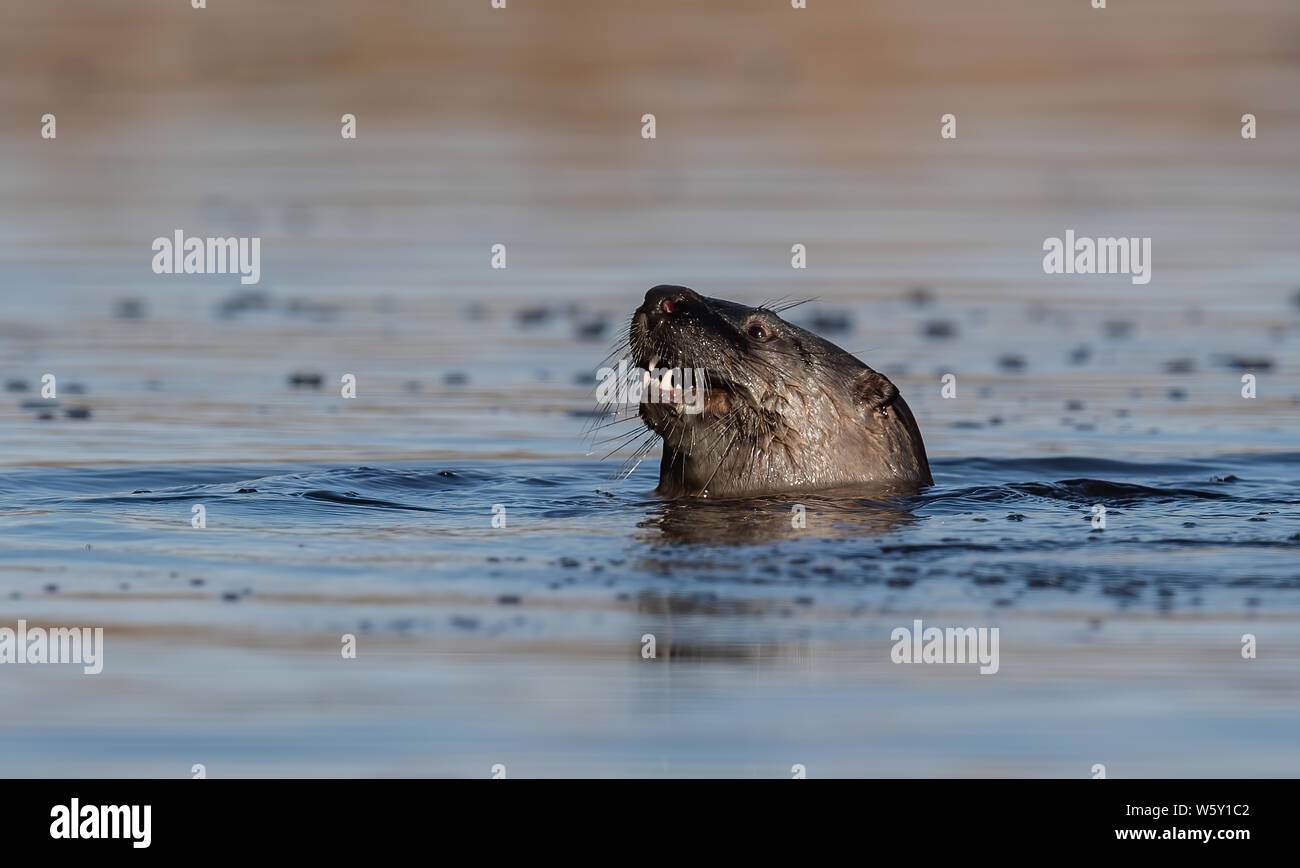 A river otter in a pond Stock Photo - Alamy